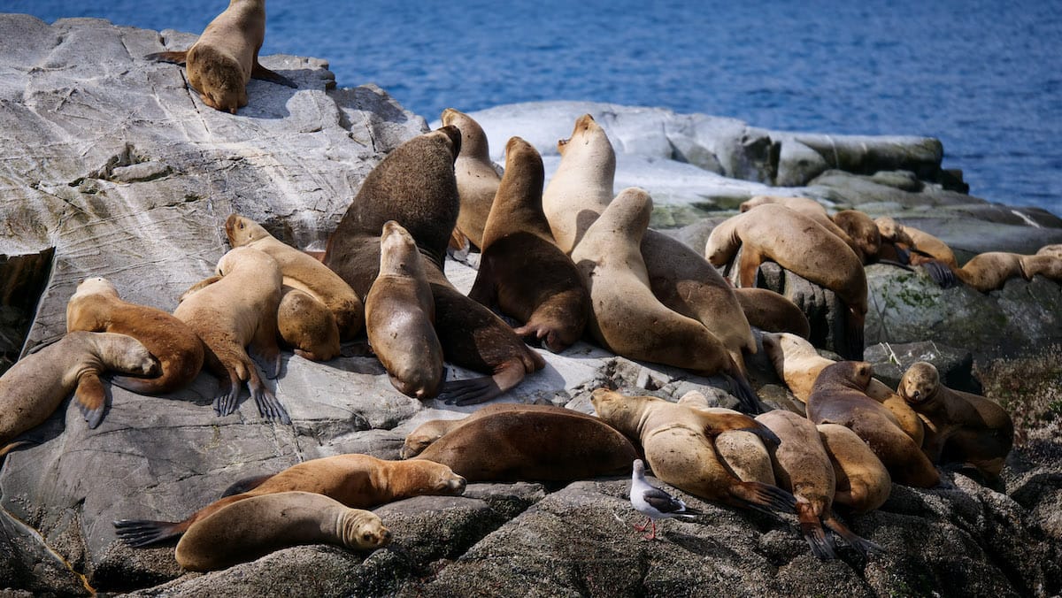 Best Beagle Channel Cruise in Ushuaia | Che Argentina Travel