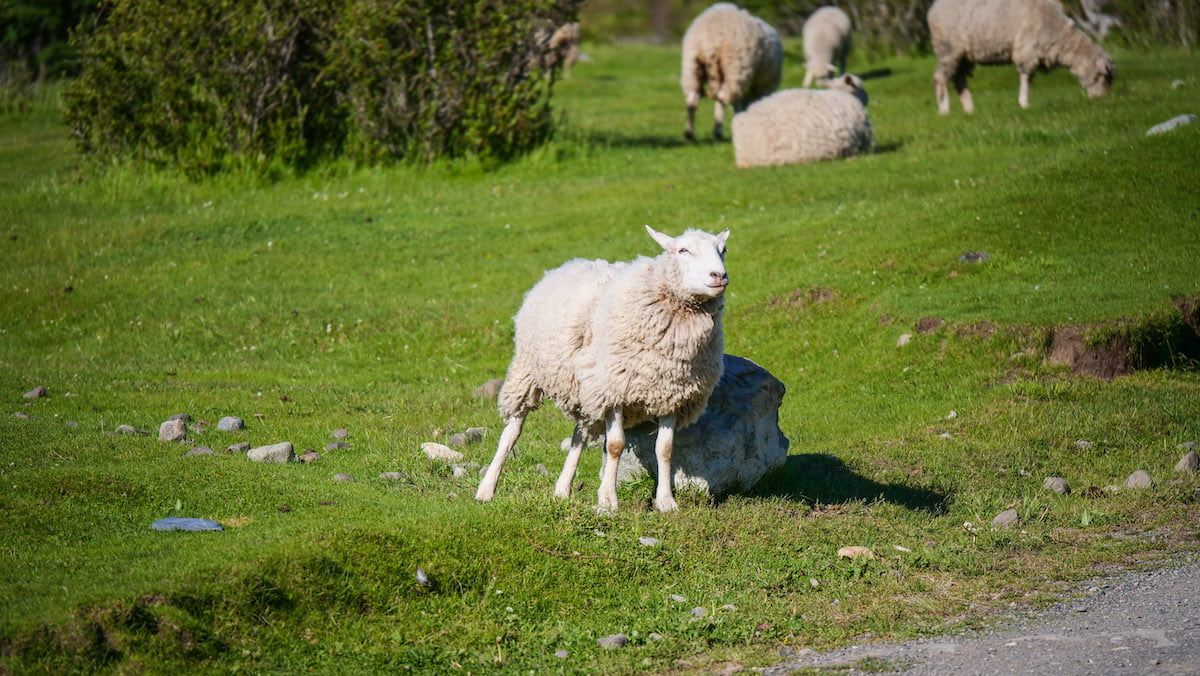 Estancia Nibepo Aike: A Ranch Day Trip from El Calafate | Che Argentina ...
